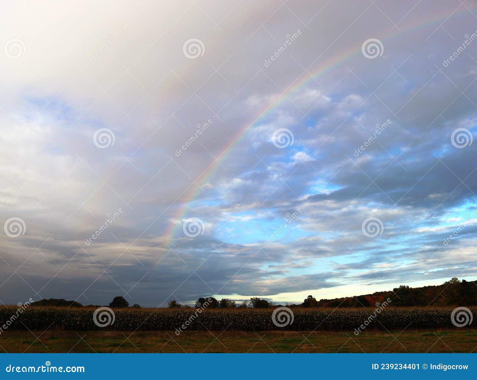 Rainbow Corn Field II stock image. Image of october - 239234401