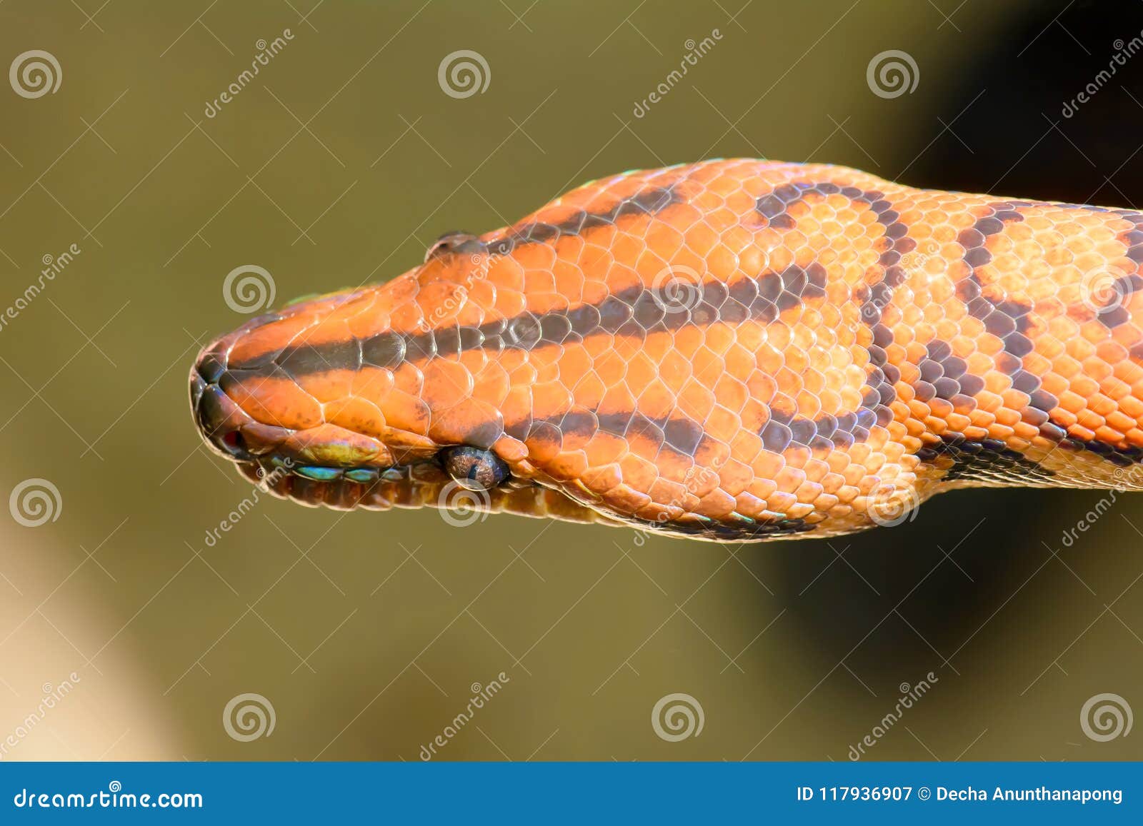Rainbow Snake Fur Texture Royalty-Free Stock Photo | CartoonDealer.com ...