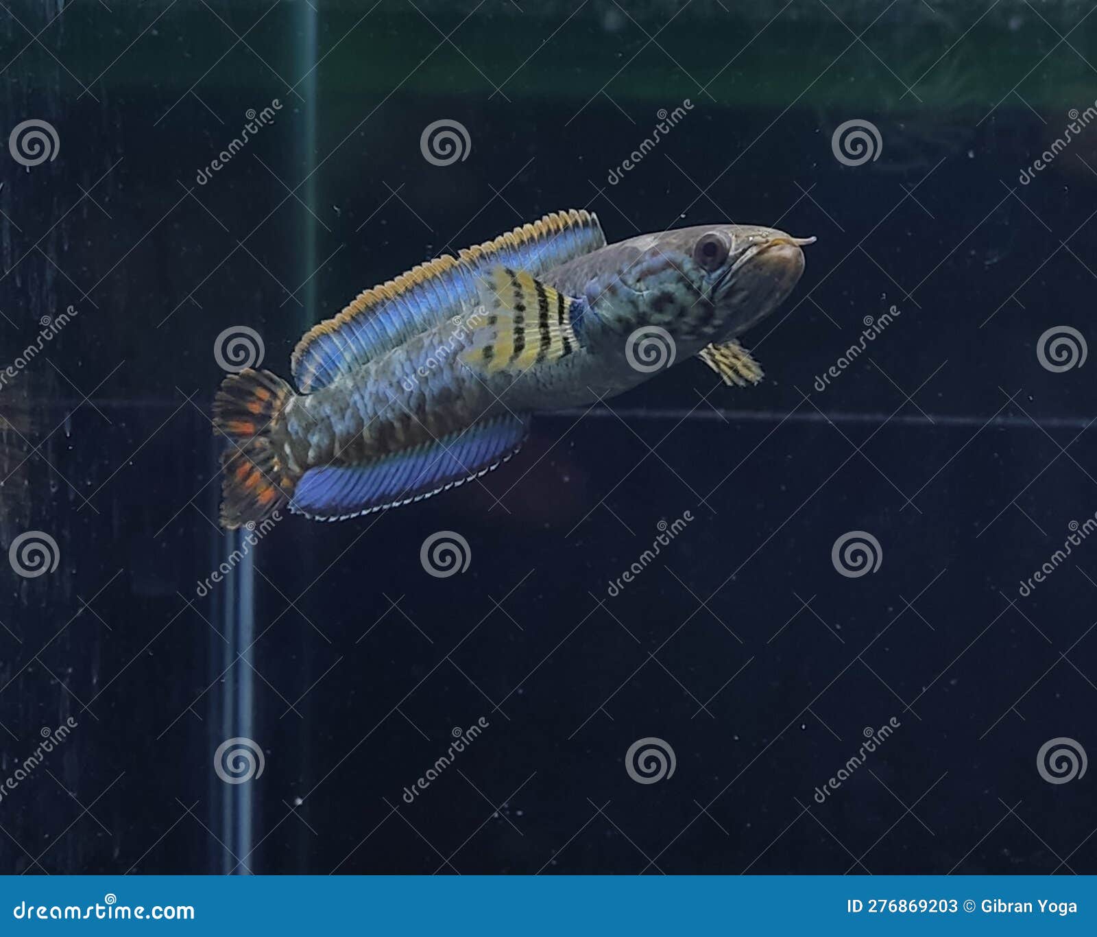 Rainbow Snakehead in Black Background Stock Image - Image of rainbow ...