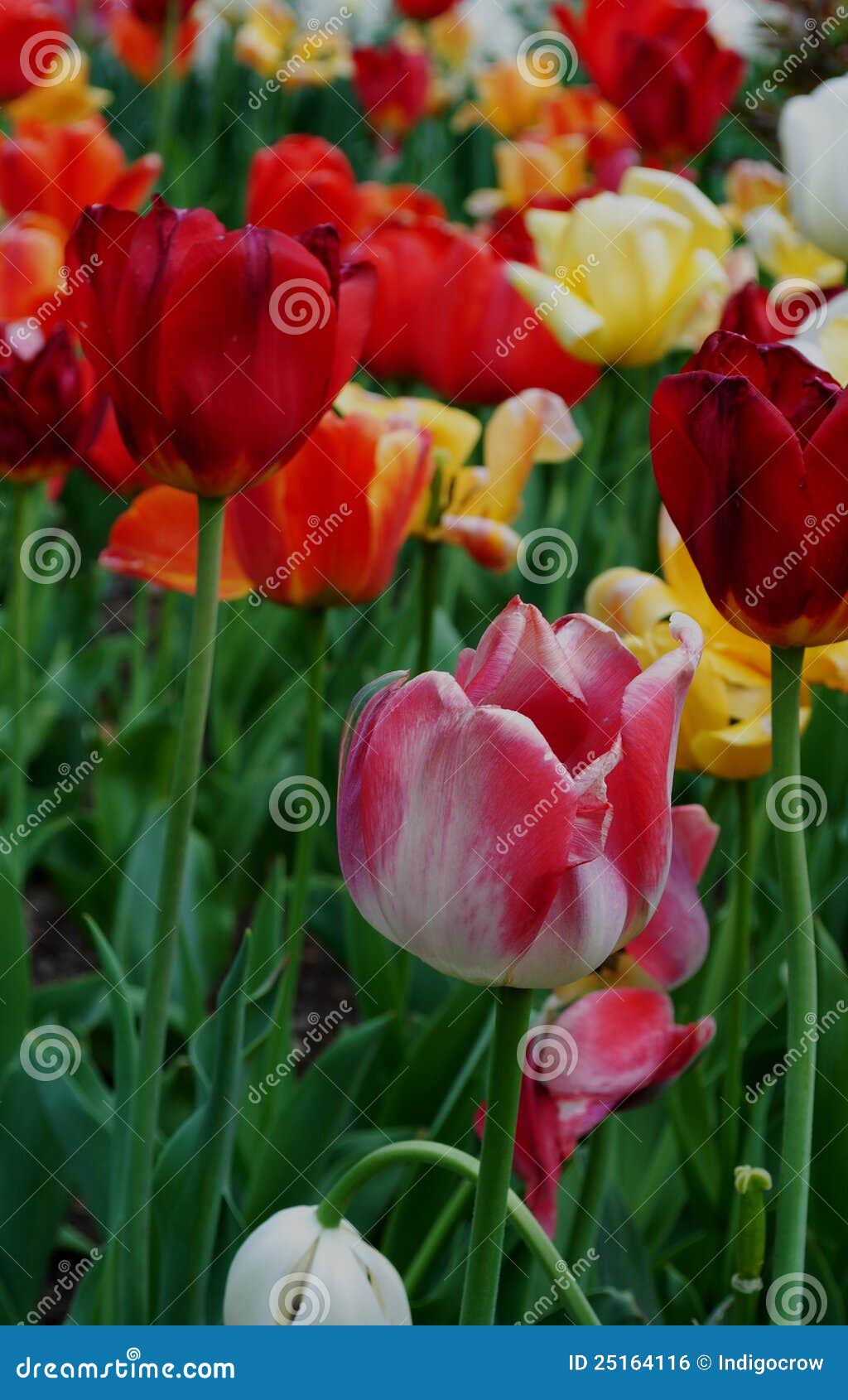 Rainbow Spring stock photo. Image of rainbow, stems, grass - 25164116