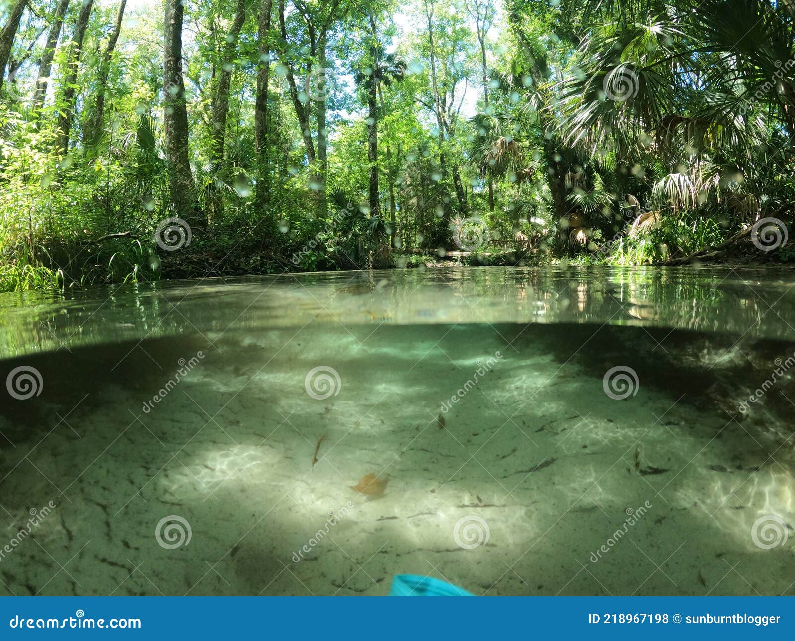 Rainbow Springs River Park Florida Stock Photo - Image of river, head ...