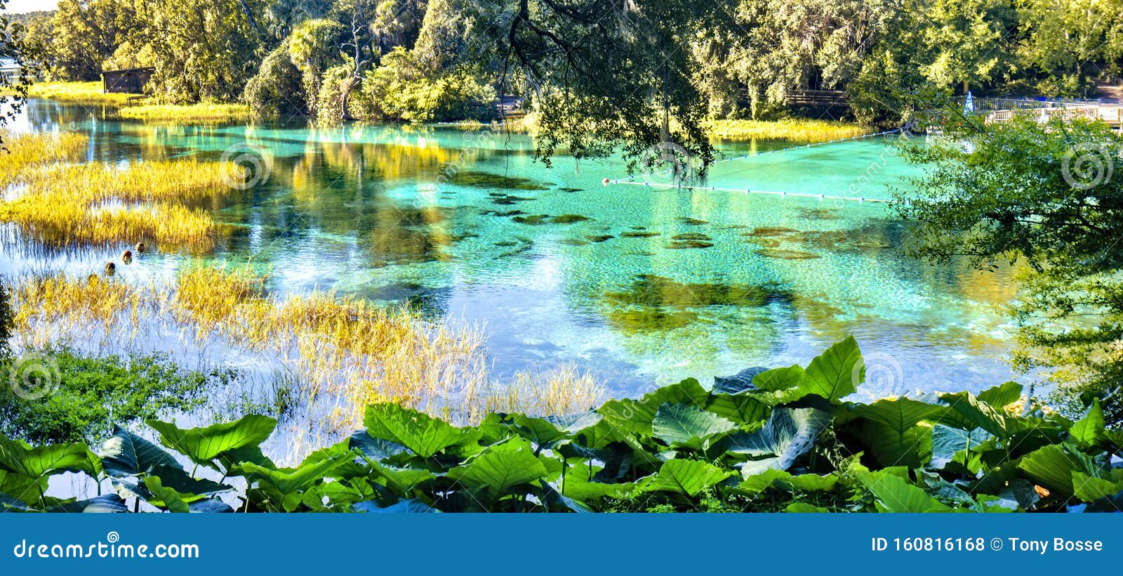 Rainbow Springs State Park Panorama Stock Photo - Image of environment ...