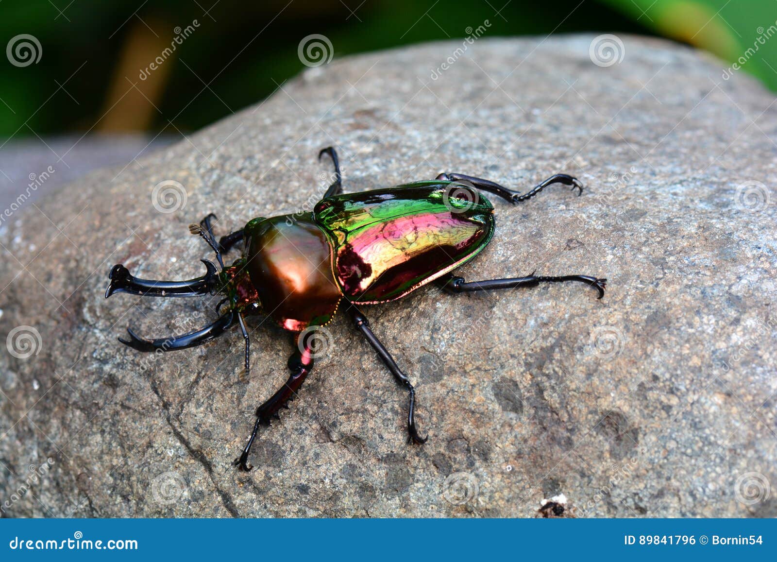 Rainbow stag beetle stock photo. Image of nature, settles - 89841796