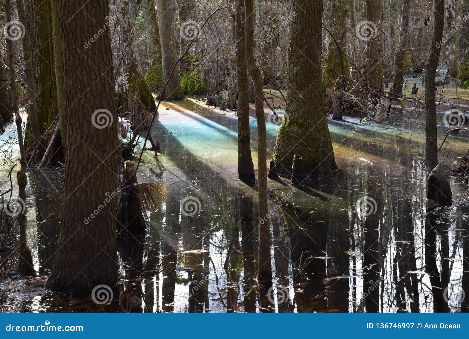 Rainbow in Swamp stock image. Image of colorful, america - 136746997