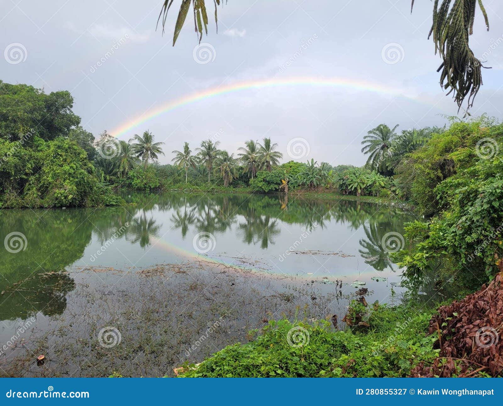 Rainbow in Swamp with Tropical Tree Stock Image - Image of jungle ...
