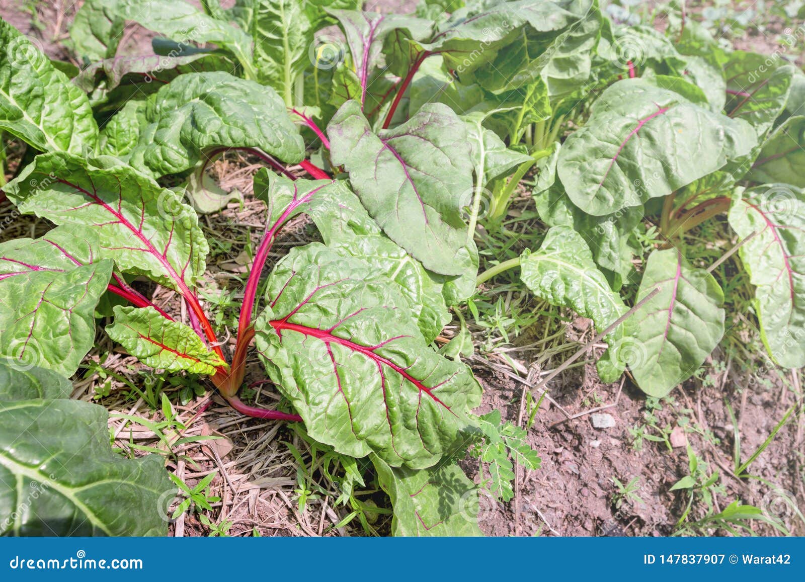 Rainbow Swiss Chard in Garden Stock Image - Image of garden, nutrients ...