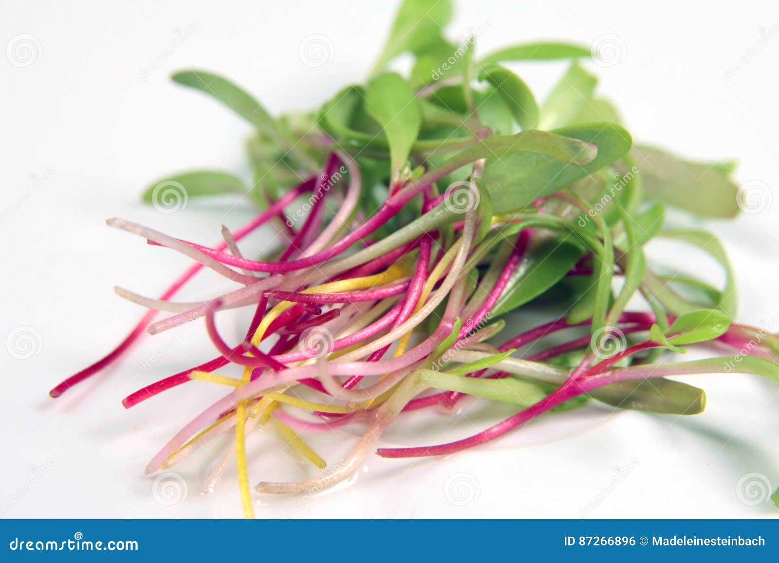 Rainbow Swiss Chard Microgreens Stock Photo - Image of salad, rainbow ...