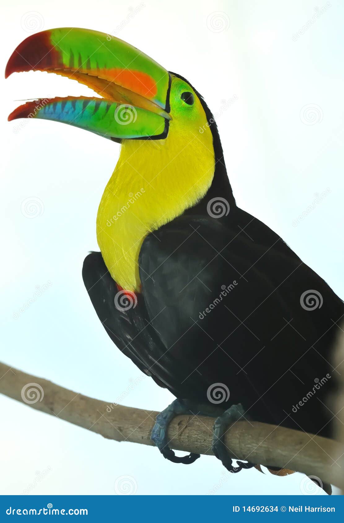 207 Toucan Claws Stock Photos - Free & Royalty-Free Stock Photos from ...