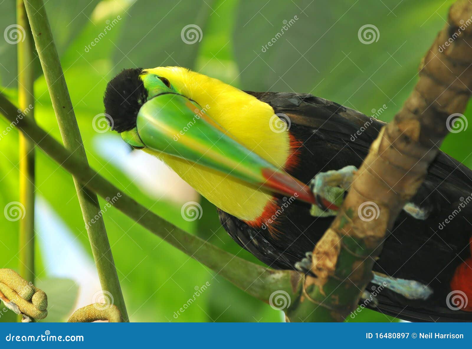 Rainbow Toucan stock image. Image of colour, toucan, tree - 16480897
