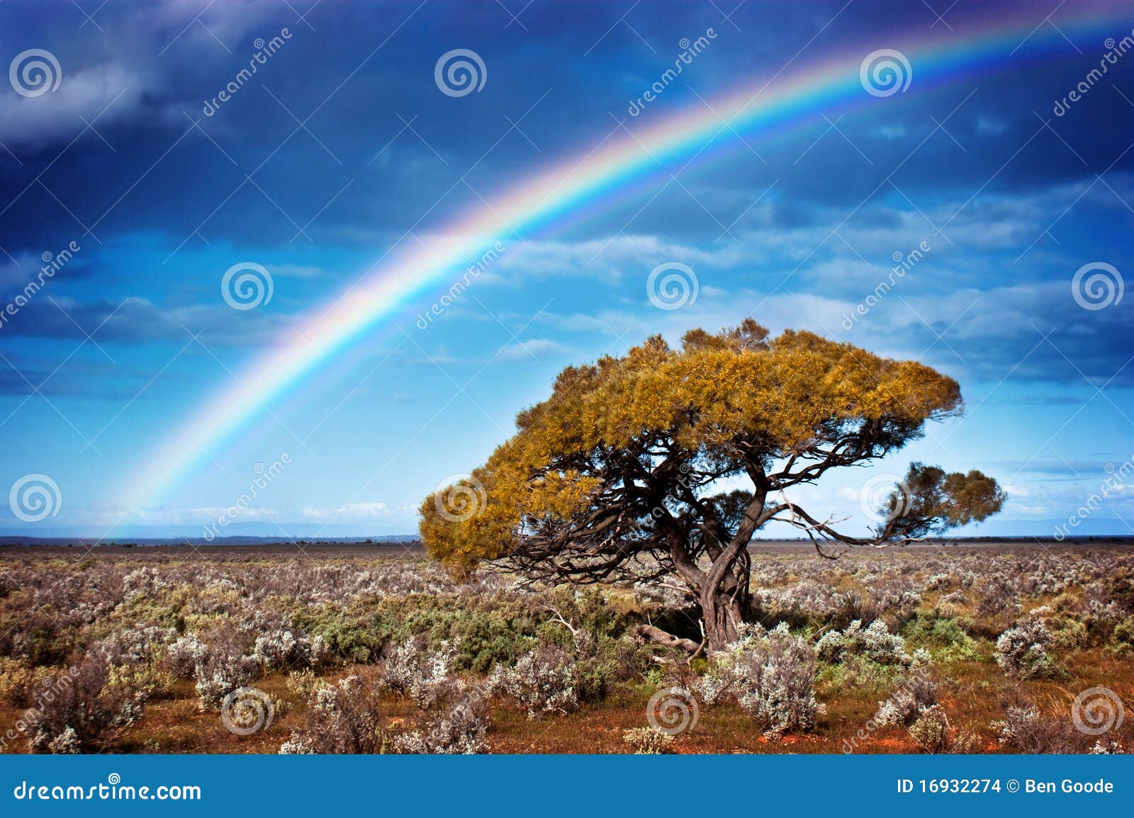 Rainbow Tree stock photo. Image of rural, weather, outback - 16932274