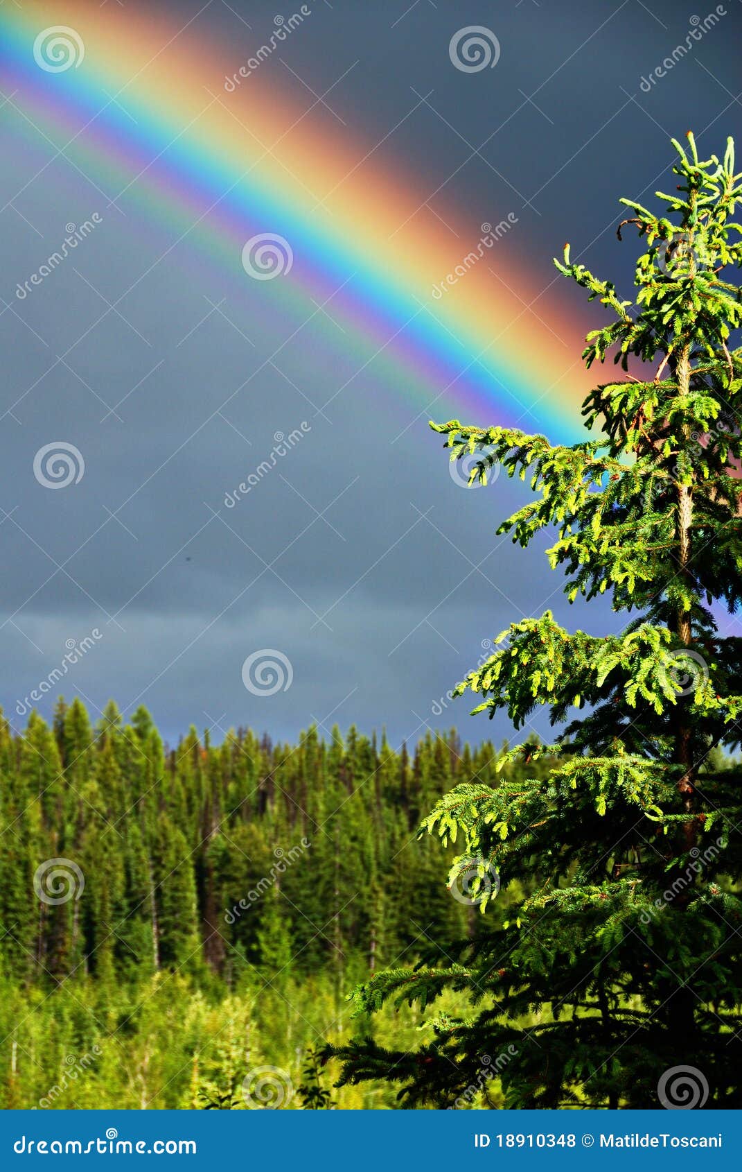 Rainbow and tree stock photo. Image of daylight, illuminated - 18910348