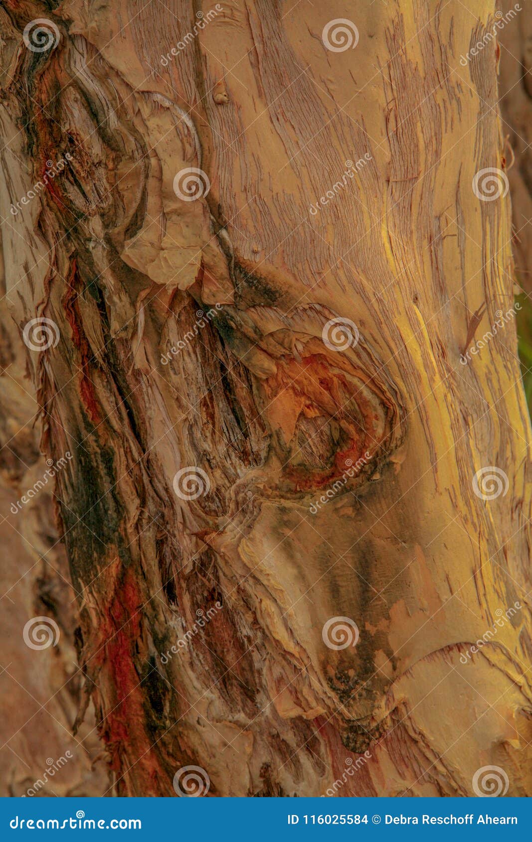 Rainbow Tree Bark or Eucalyptus Deglupta Tree Stock Photo - Image of ...