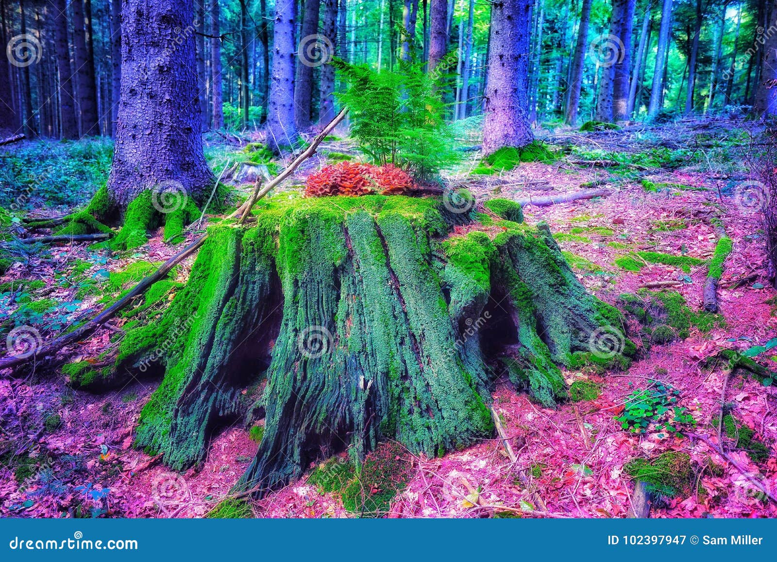 Rainbow Tree in Forest Background Stock Image - Image of oilseed, empty ...
