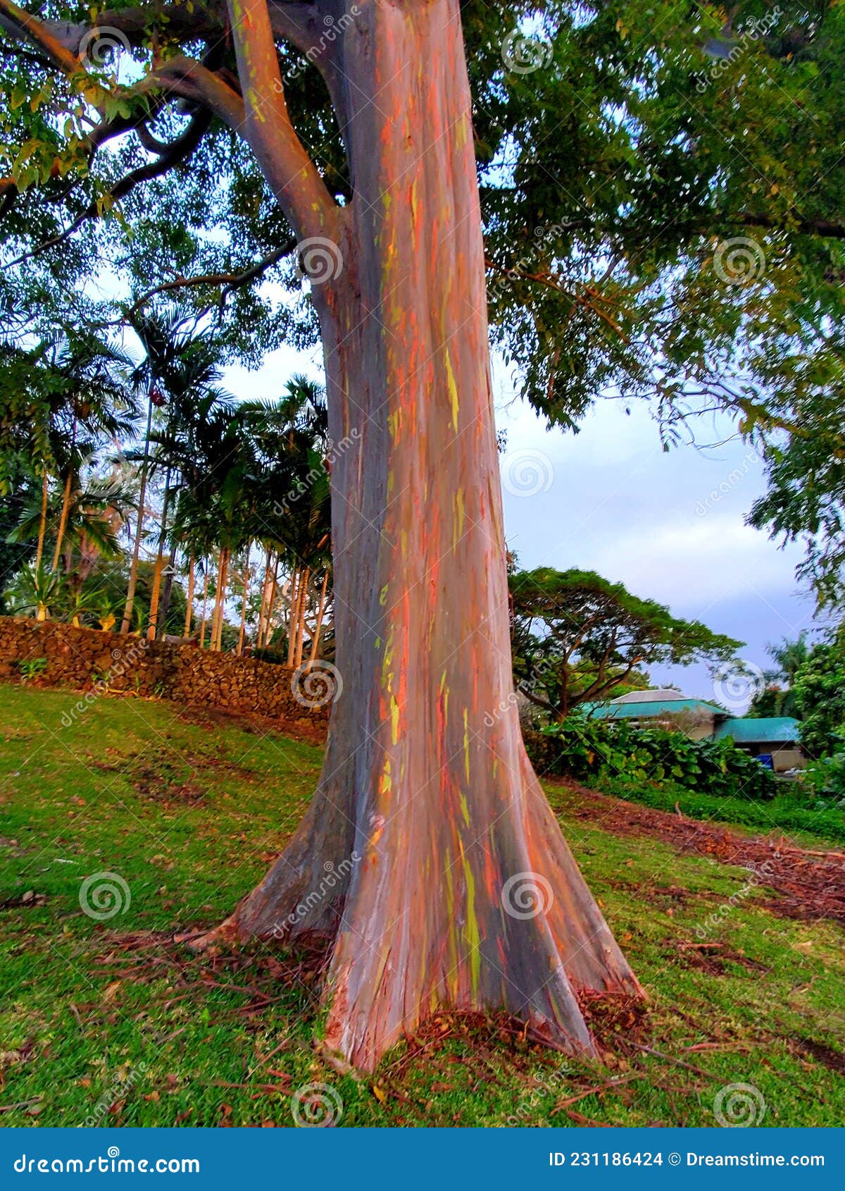 Rainbow Tree Kona Hawaii 2020 Stock Photo - Image of tree, kona: 231186424