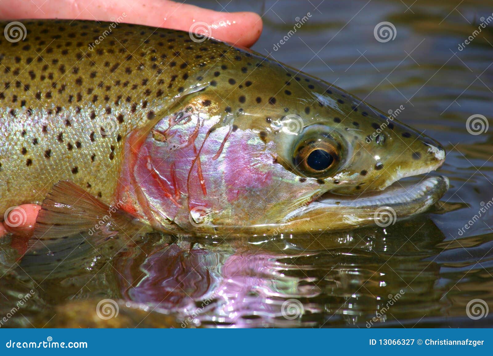 Rainbow trout stock image. Image of hand, river, trout - 13066327