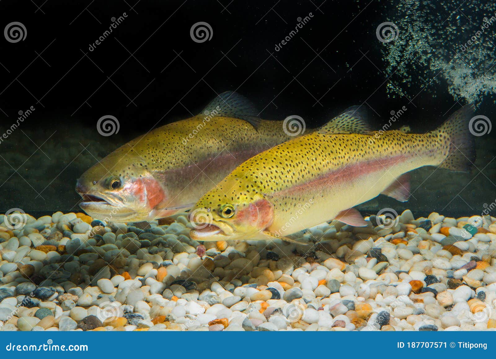 Rainbow trout stock image. Image of nature, rainbow - 187707571