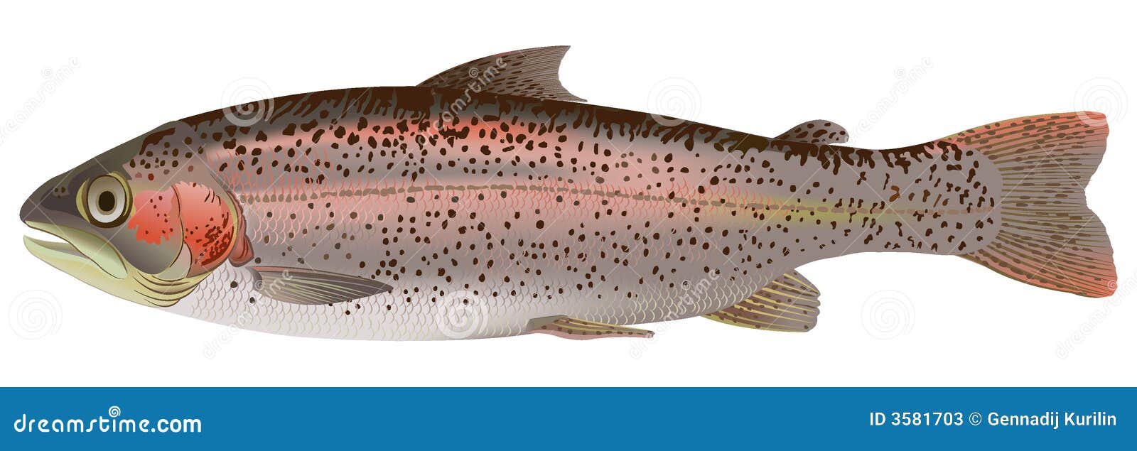 Trout Cartoons, Illustrations & Vector Stock Images - 43912 Pictures to ...