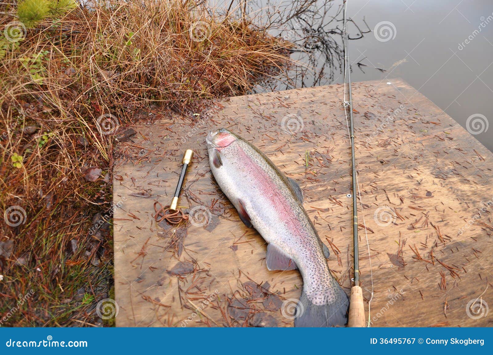 Trout Cauth Stock Photos - Free & Royalty-Free Stock Photos from Dreamstime