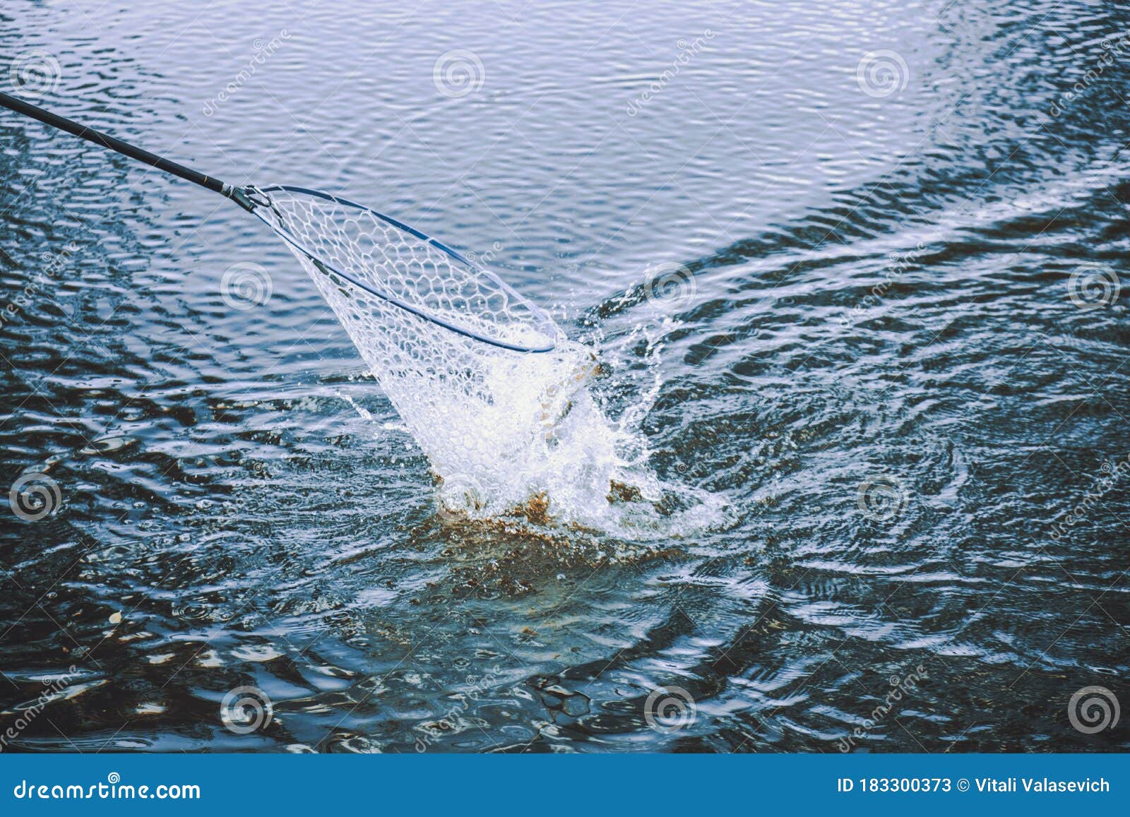 Rainbow Trout Caught in the Landing Net Stock Image - Image of release ...
