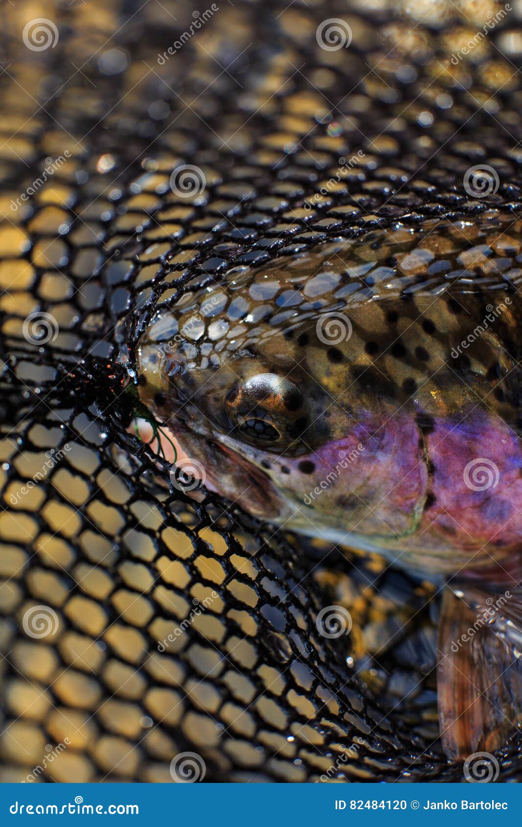 Rainbow trout in net stock photo. Image of spots, survival - 82484120
