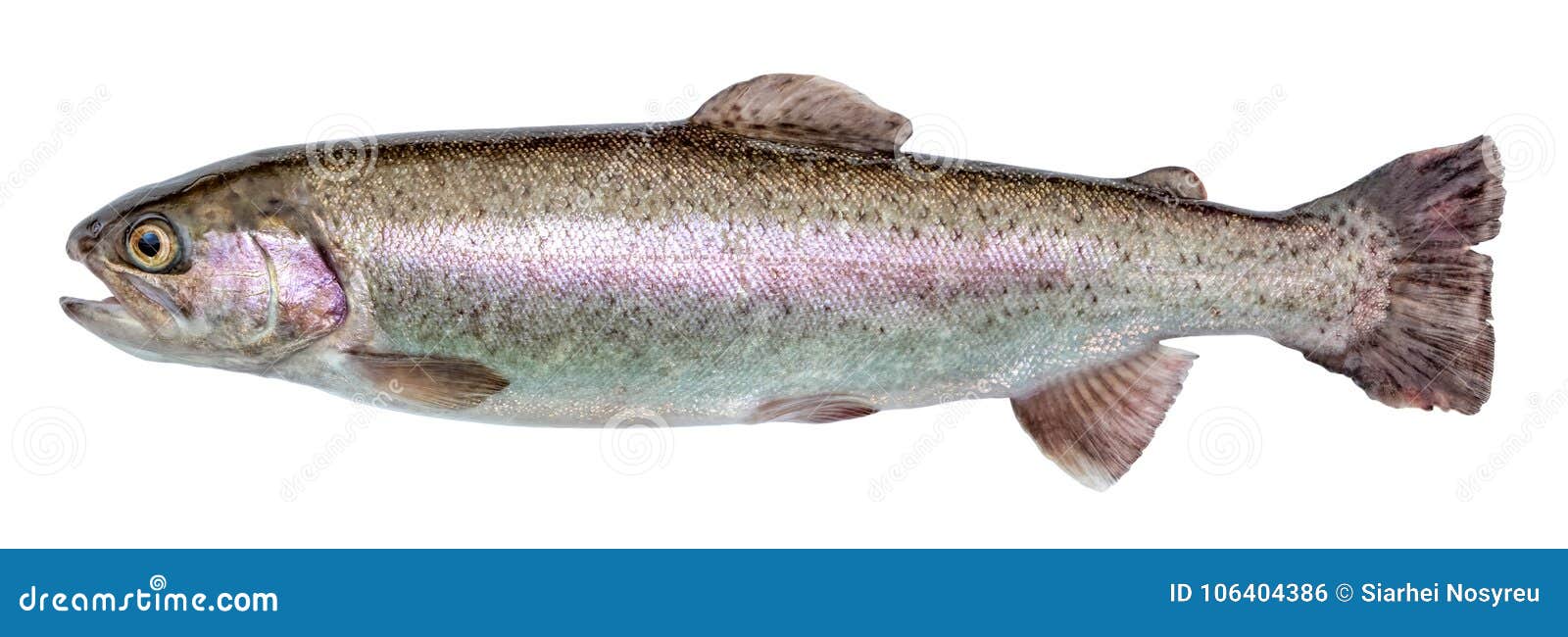 River Fish In A Plastic Bucket. Fish Catch. Carp And Carp. Weed Stock ...