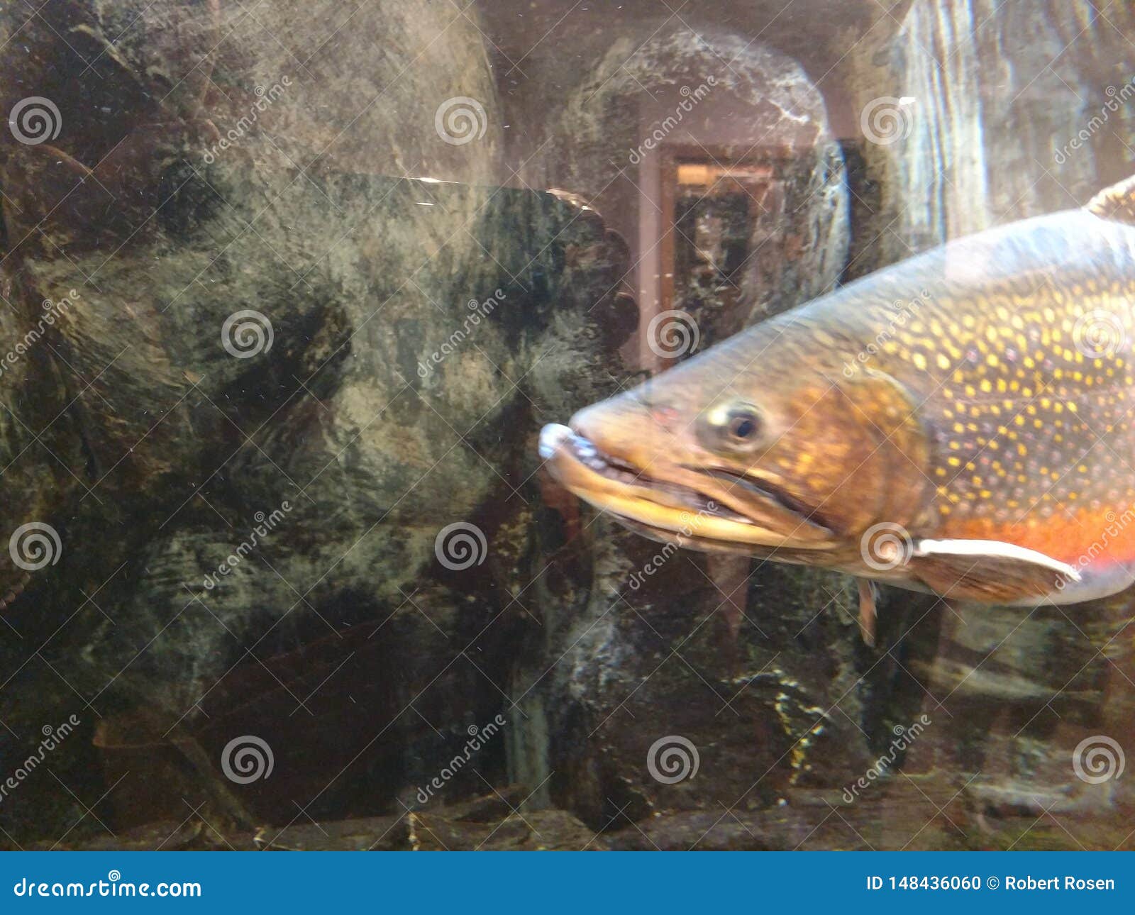 Rainbow Trout Shows Sharp Teeth Stock Photo - Image of rainbow, trout ...