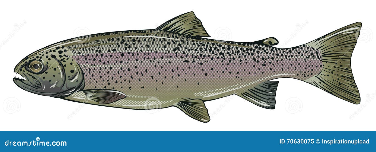 Rainbow Trout Sketch Or Coastal Redband Fish Cartoon Vector ...