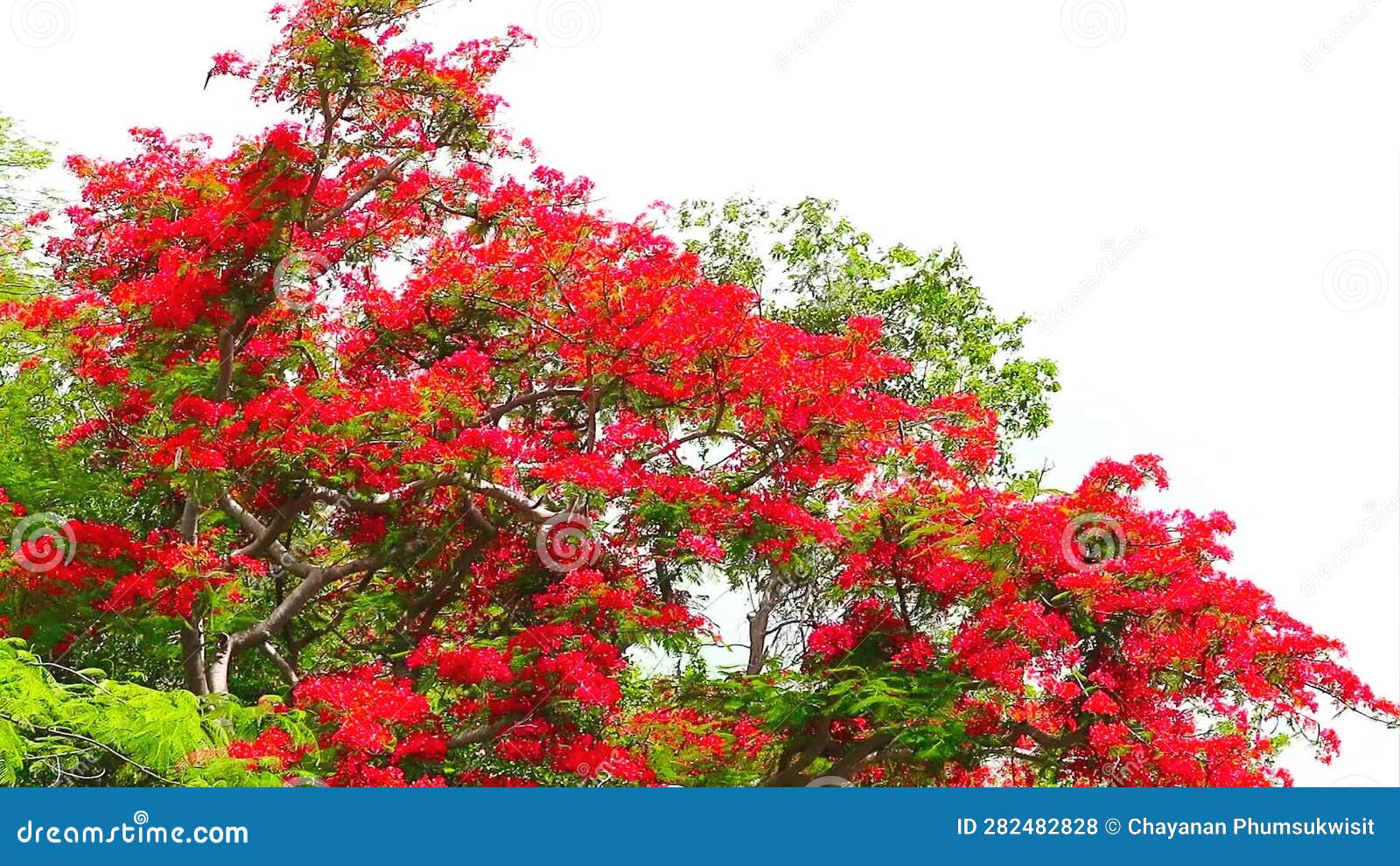 Rainbow Waterfall Effect Pure White of Water on Black Screen Stock ...