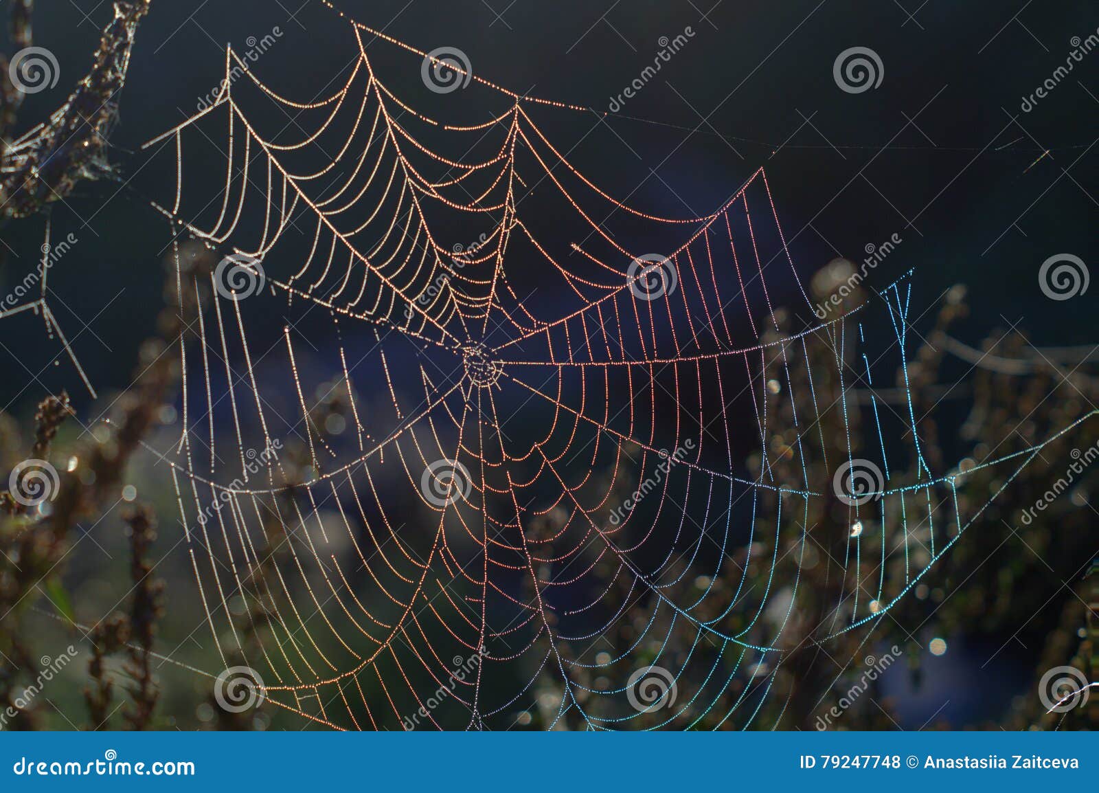 Rainbow web stock photo. Image of macroweb, macro, branch - 79247748
