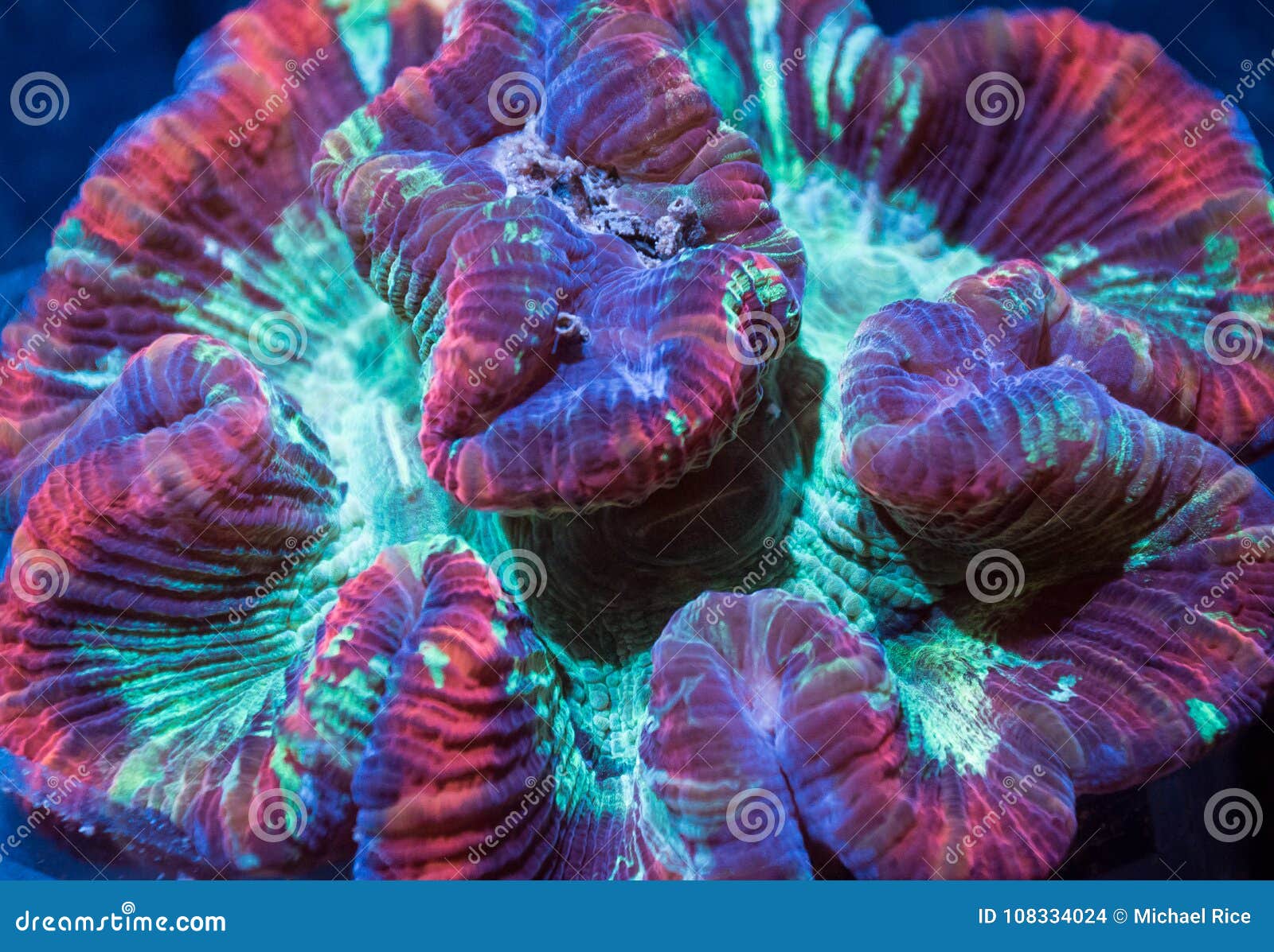 Rainbow Open Brain Coral