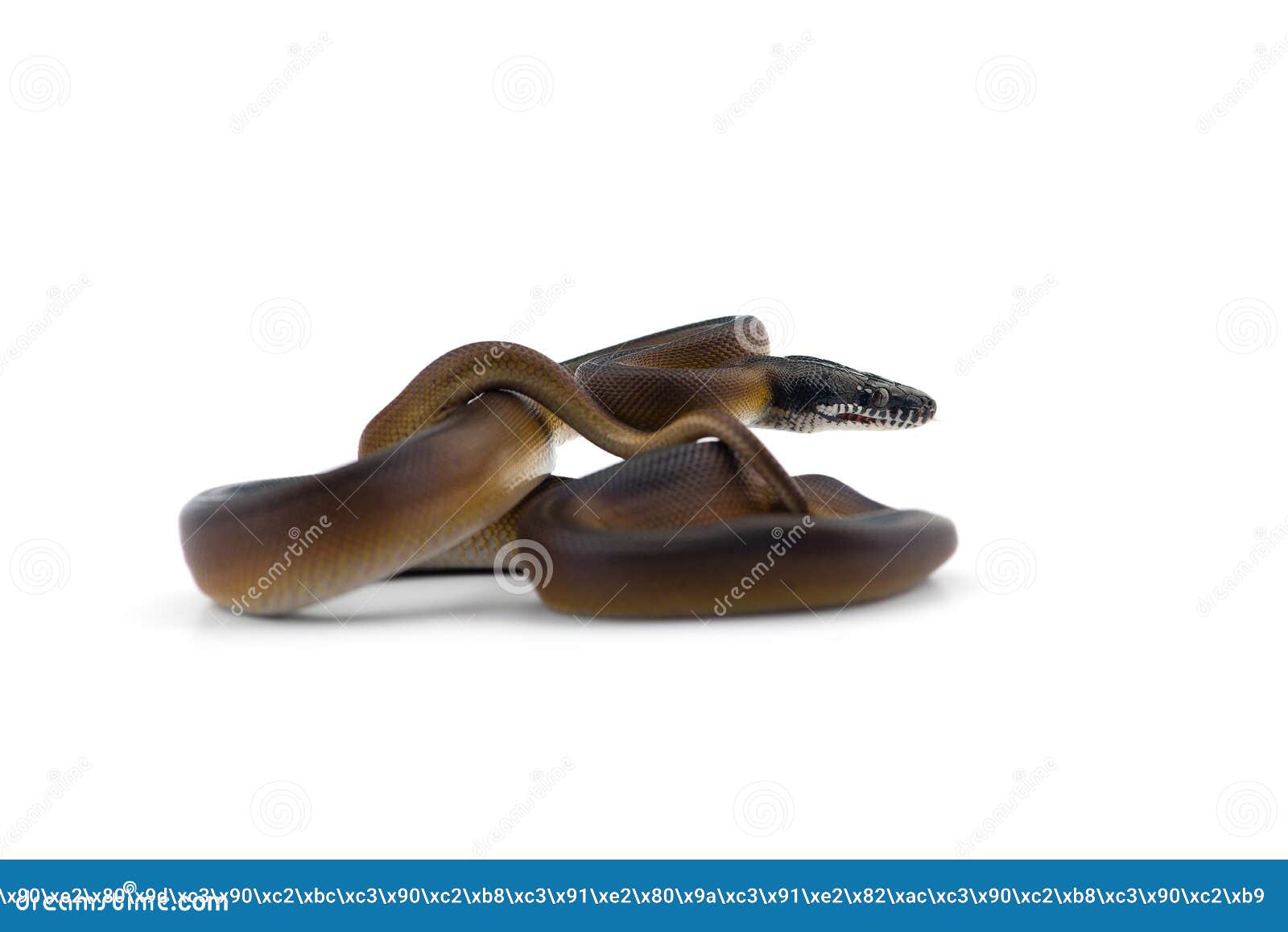 Rainbow White-lipped Python Isolated on White Background Stock Image ...