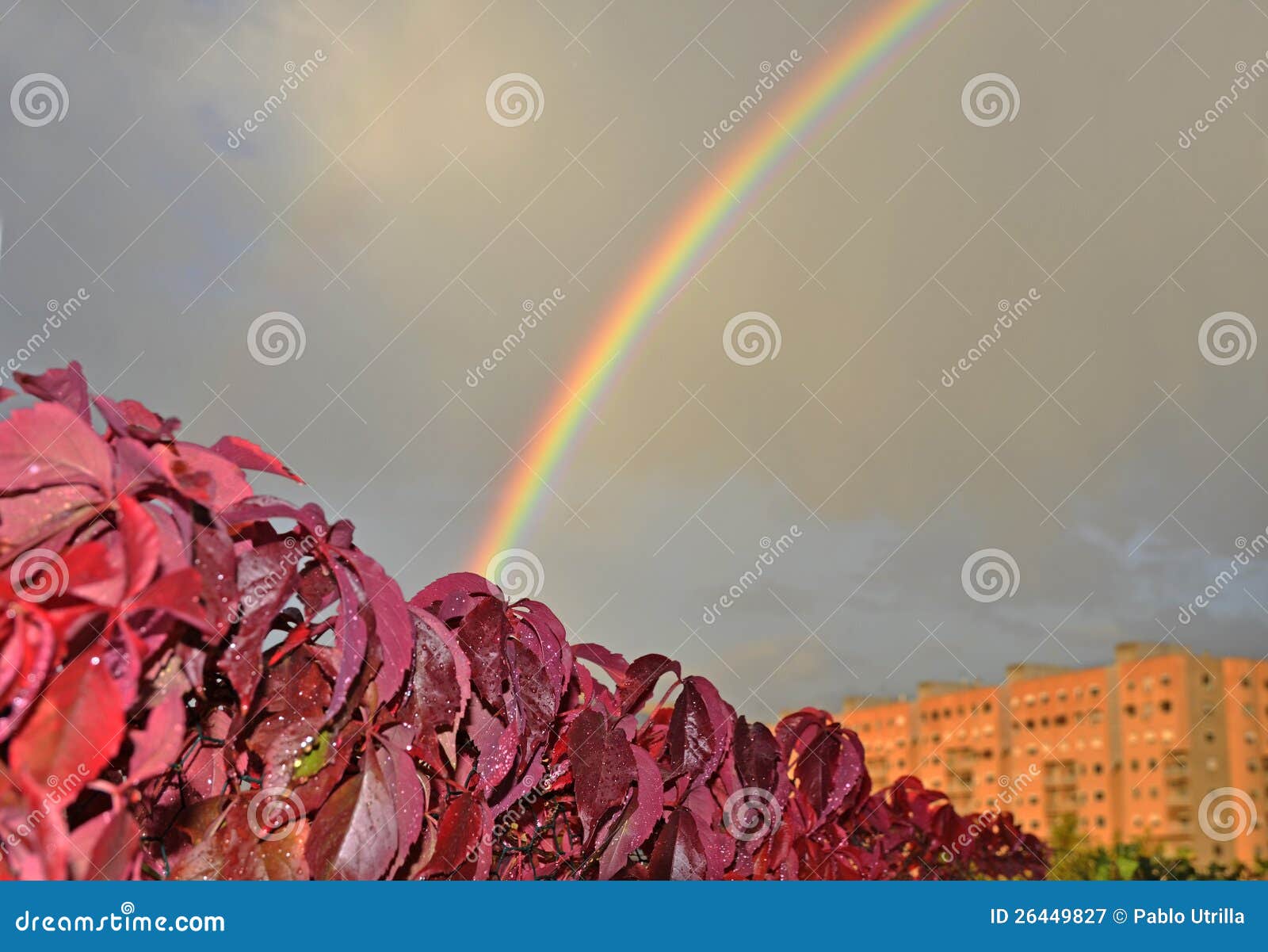 Rainbow and wild vine stock image. Image of leaf, building - 26449827