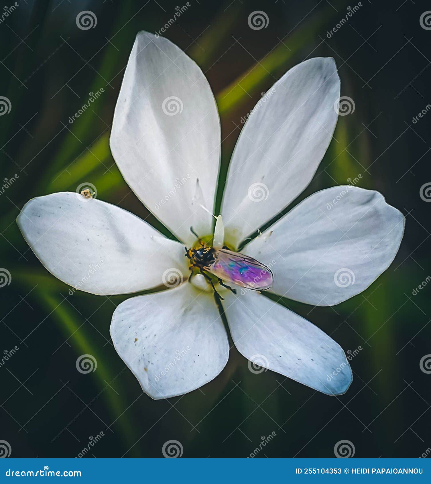 Rainbow winged fly stock image. Image of flowers, winged - 255104353