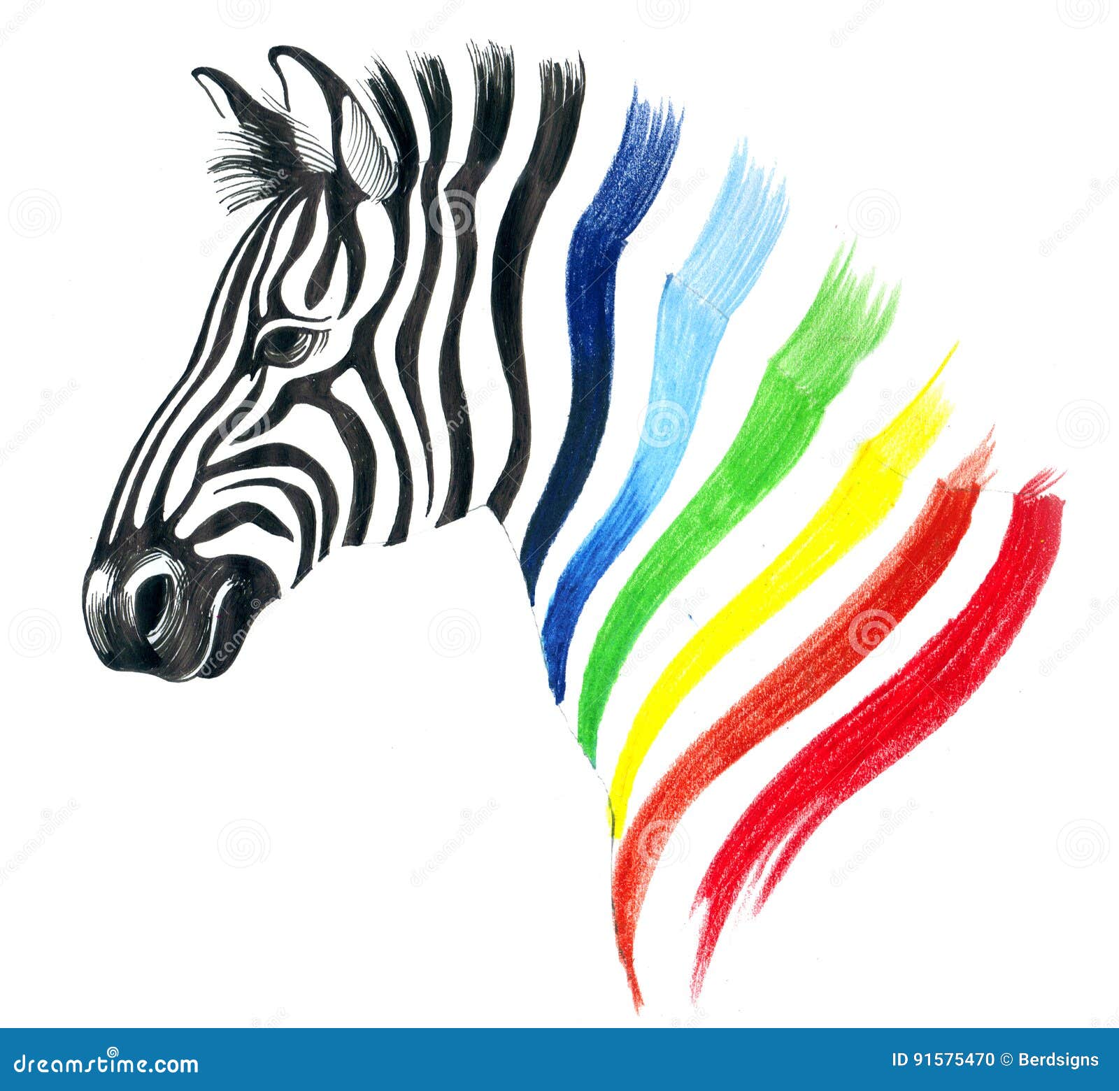 Colorful Zebra Drawings