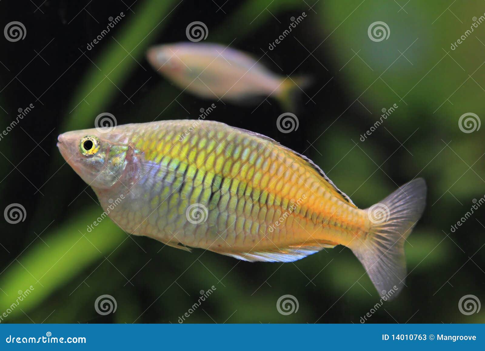 Madagascar Rainbowfish Bedotia Madagascariensis Madagascan Aquarium ...