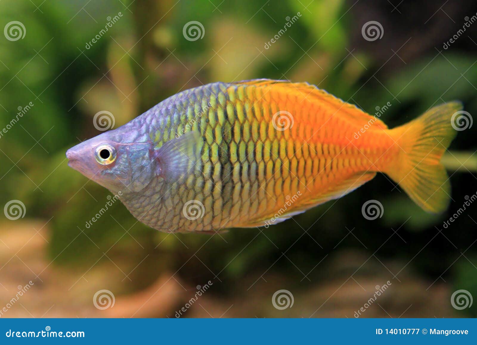 Madagascar Rainbowfish Bedotia Madagascariensis Madagascan Aquarium ...