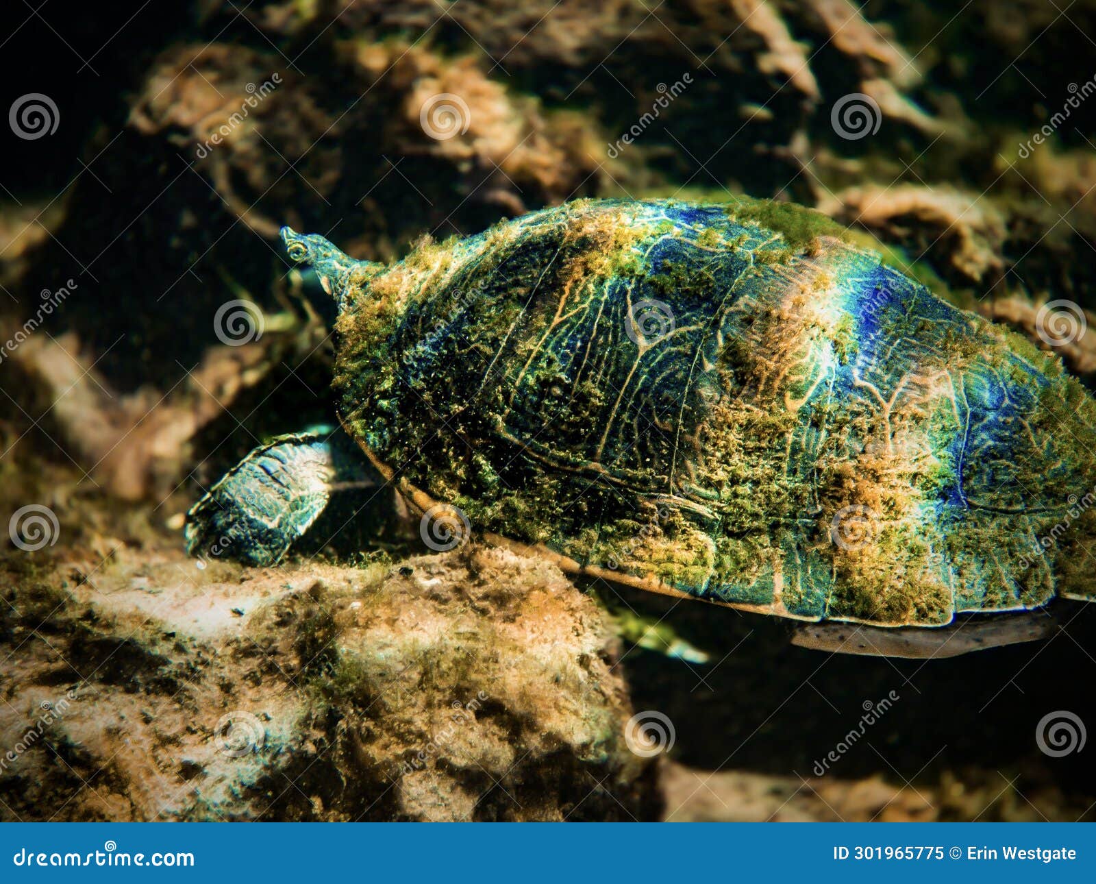 Rainbows Refract on a Turtle S Shell Underwater in the Clear Blue ...