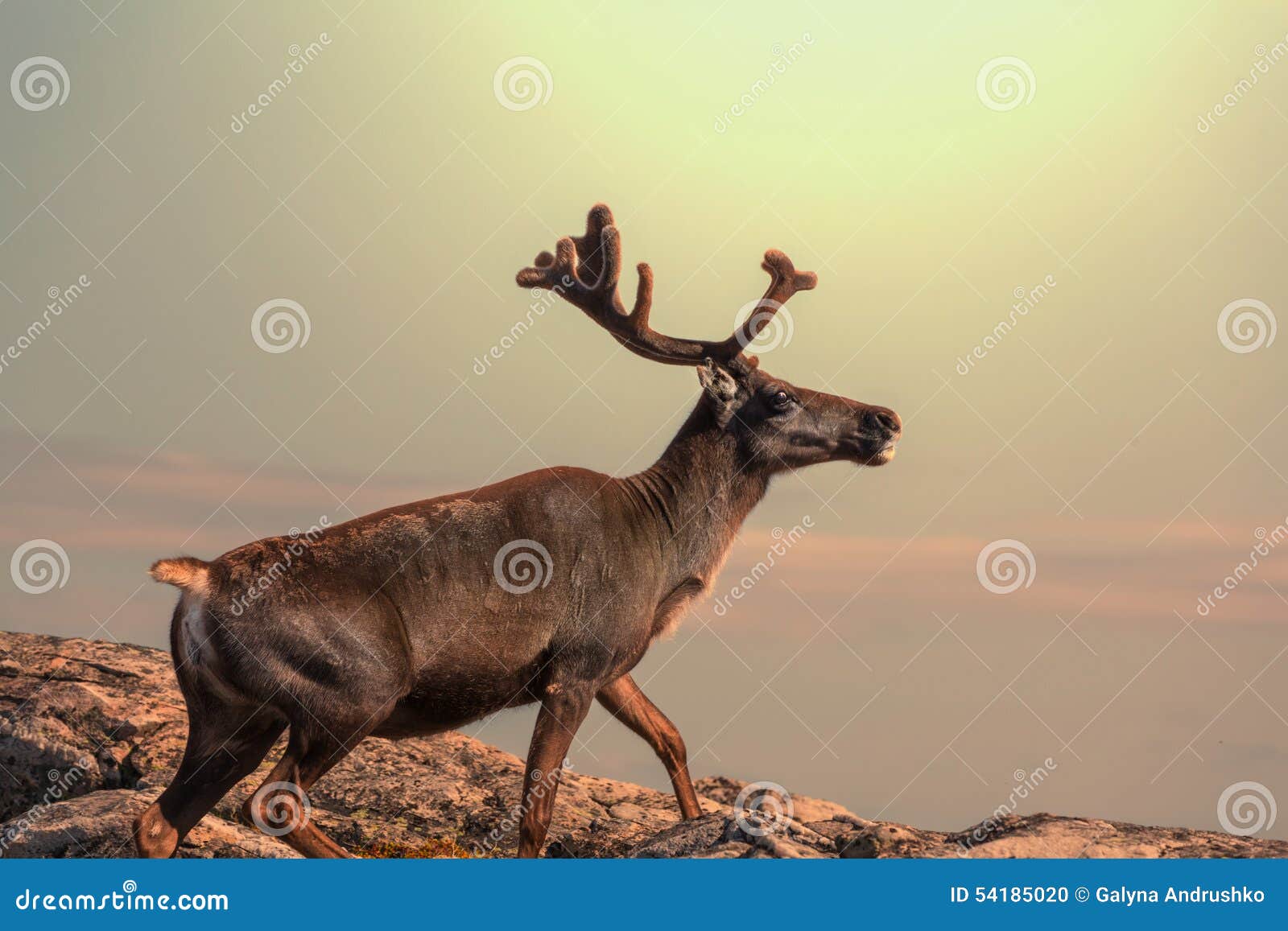 Raindeer stock photo. Image of christmas, forest, antler - 54185020