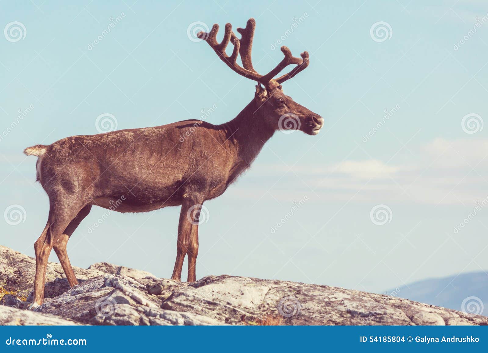 Raindeer stock photo. Image of forest, antler, brown - 54185804