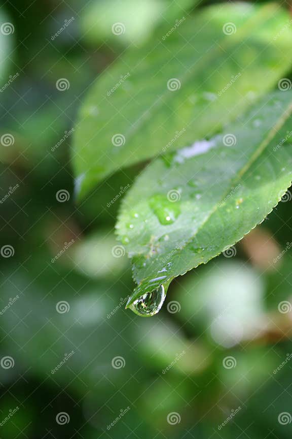 Raindrop stock photo. Image of rain, flora, nature, raindrops - 196682