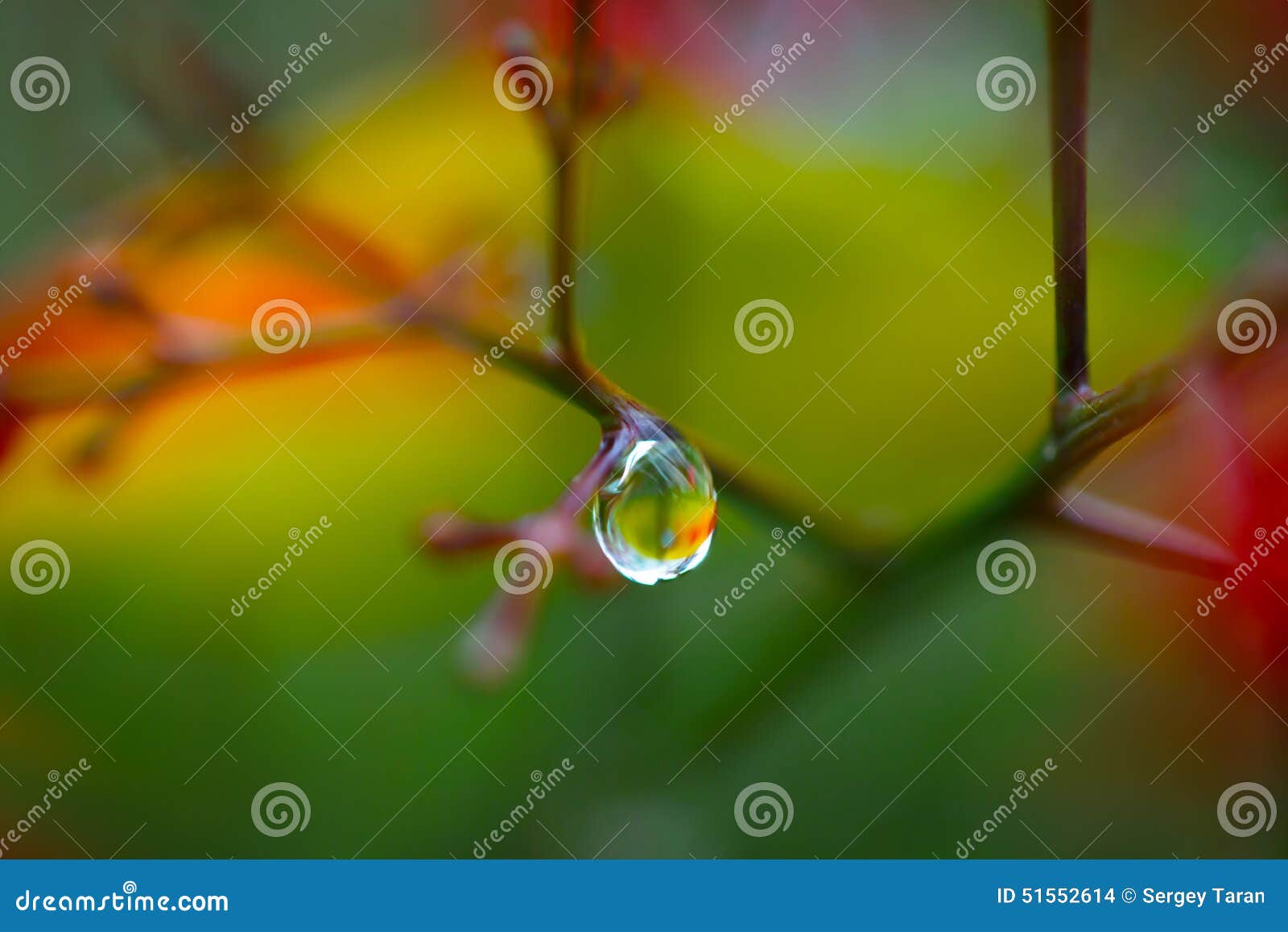 Raindrop on a Branch with Colorful Background Stock Photo - Image of ...