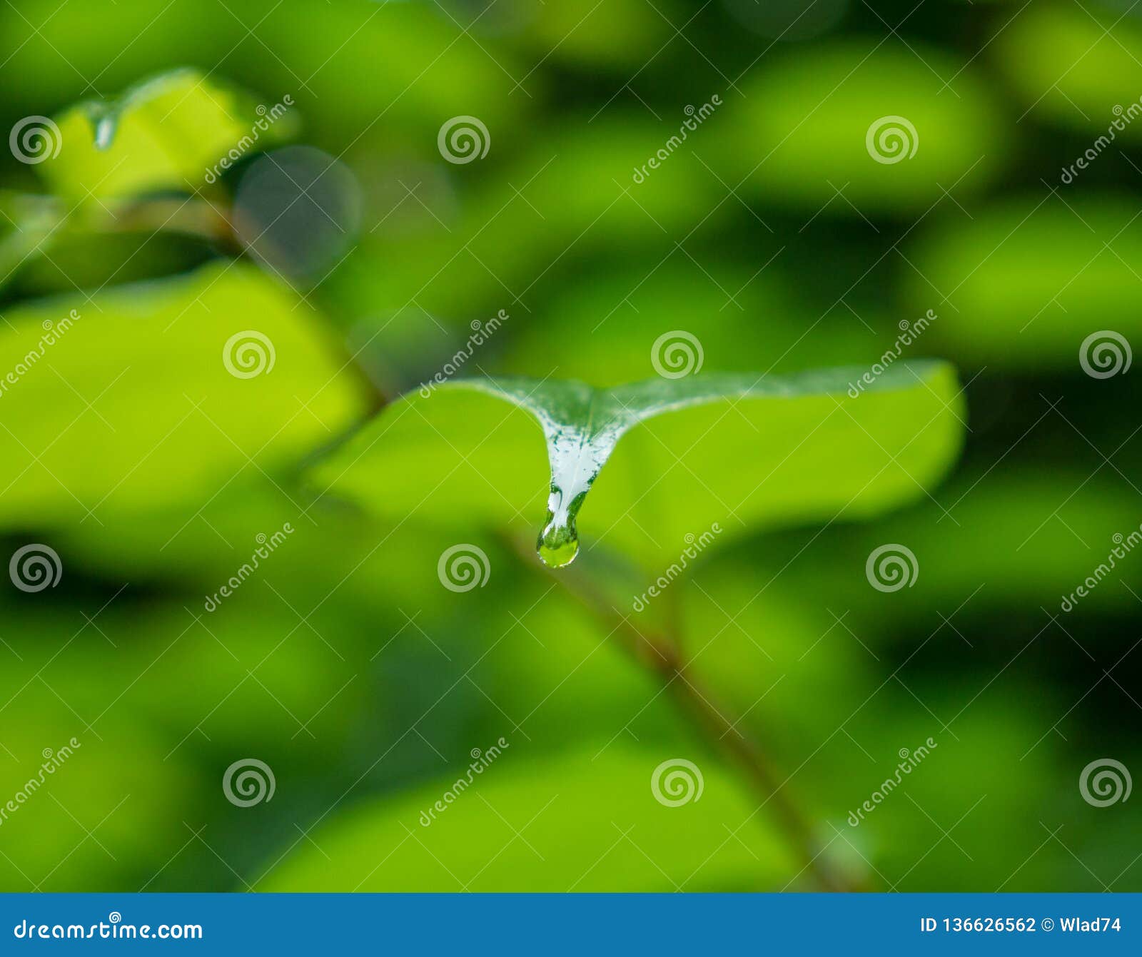 The Raindrop on a Branch in Forest Stock Photo - Image of drop, close ...
