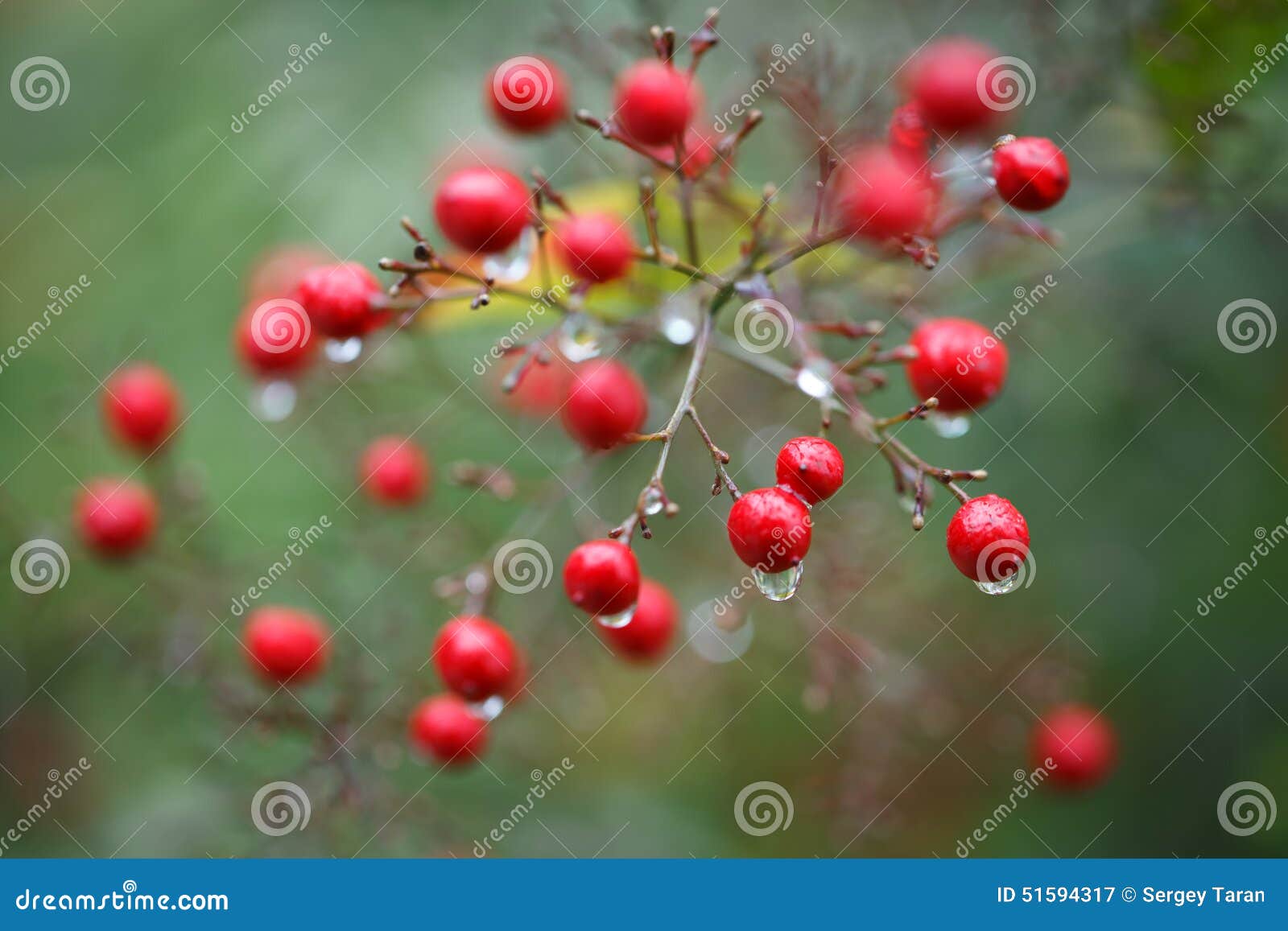 Raindrop on a Branch with Red Berries Stock Image - Image of branch ...