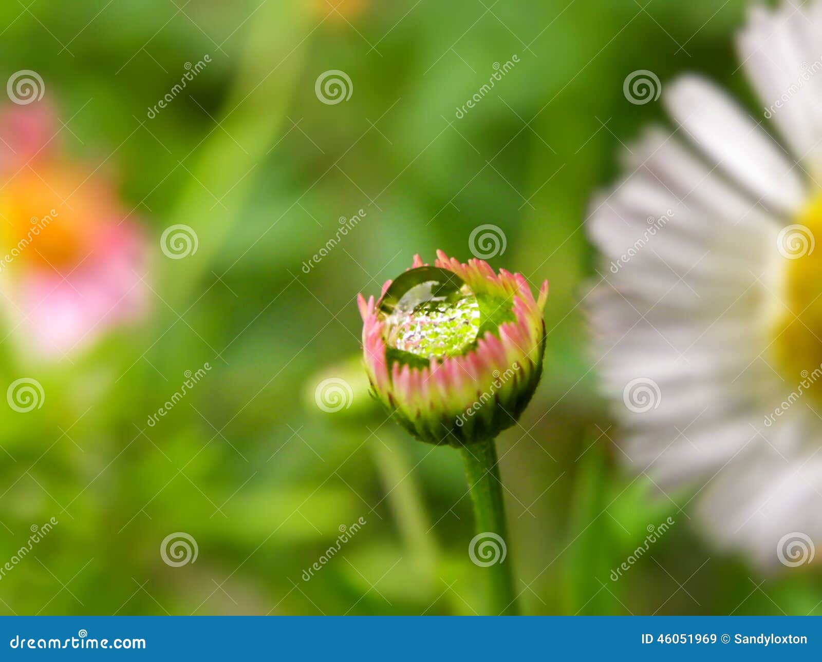 Raindrop 1 stock image. Image of african, weather, water - 46051969