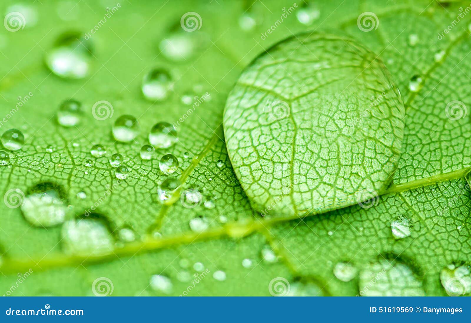 Raindrop stock image. Image of drop, water, natural, macro - 51619569