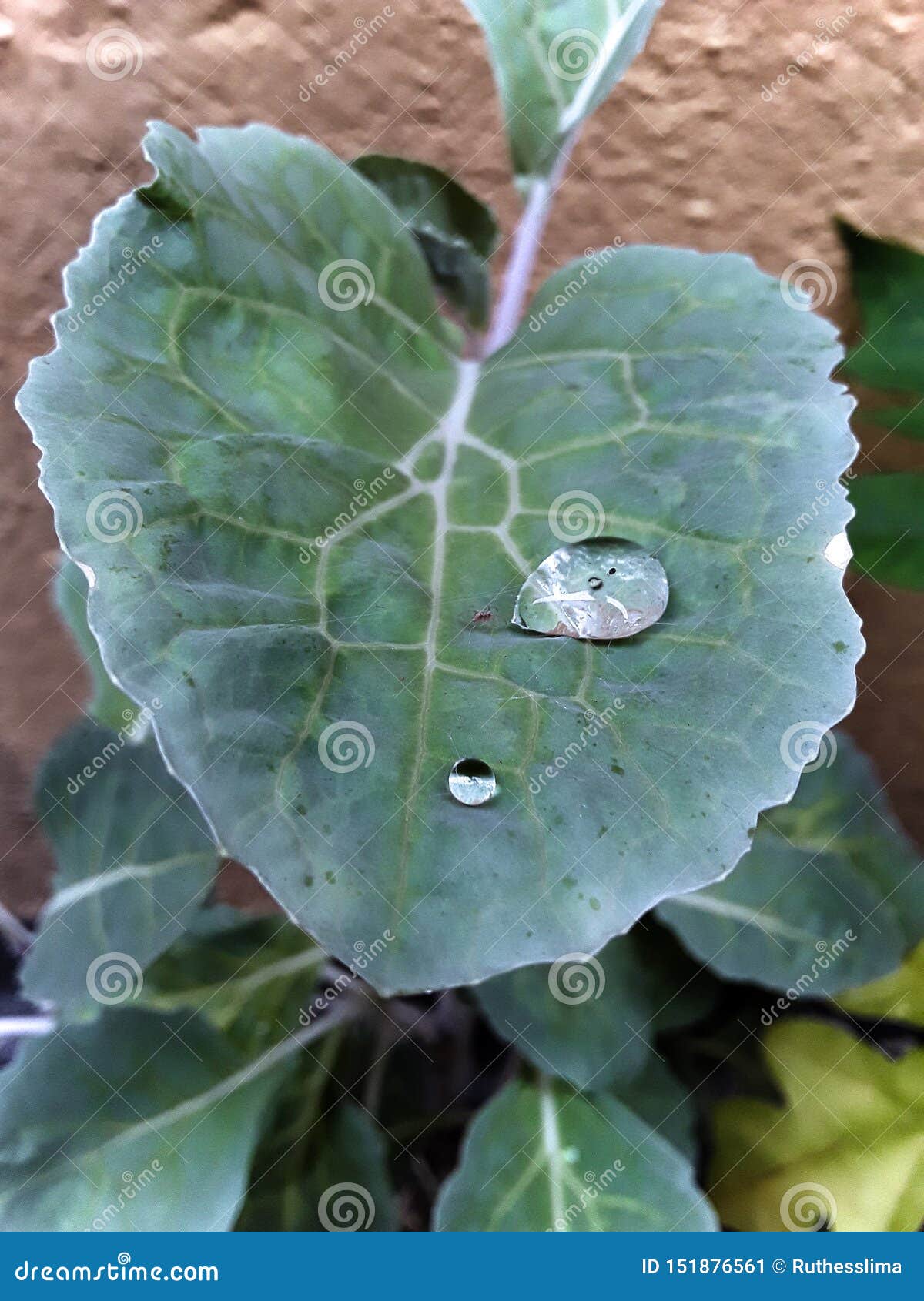 Cabbage butter after rain stock image. Image of bornnmanaus - 151876561