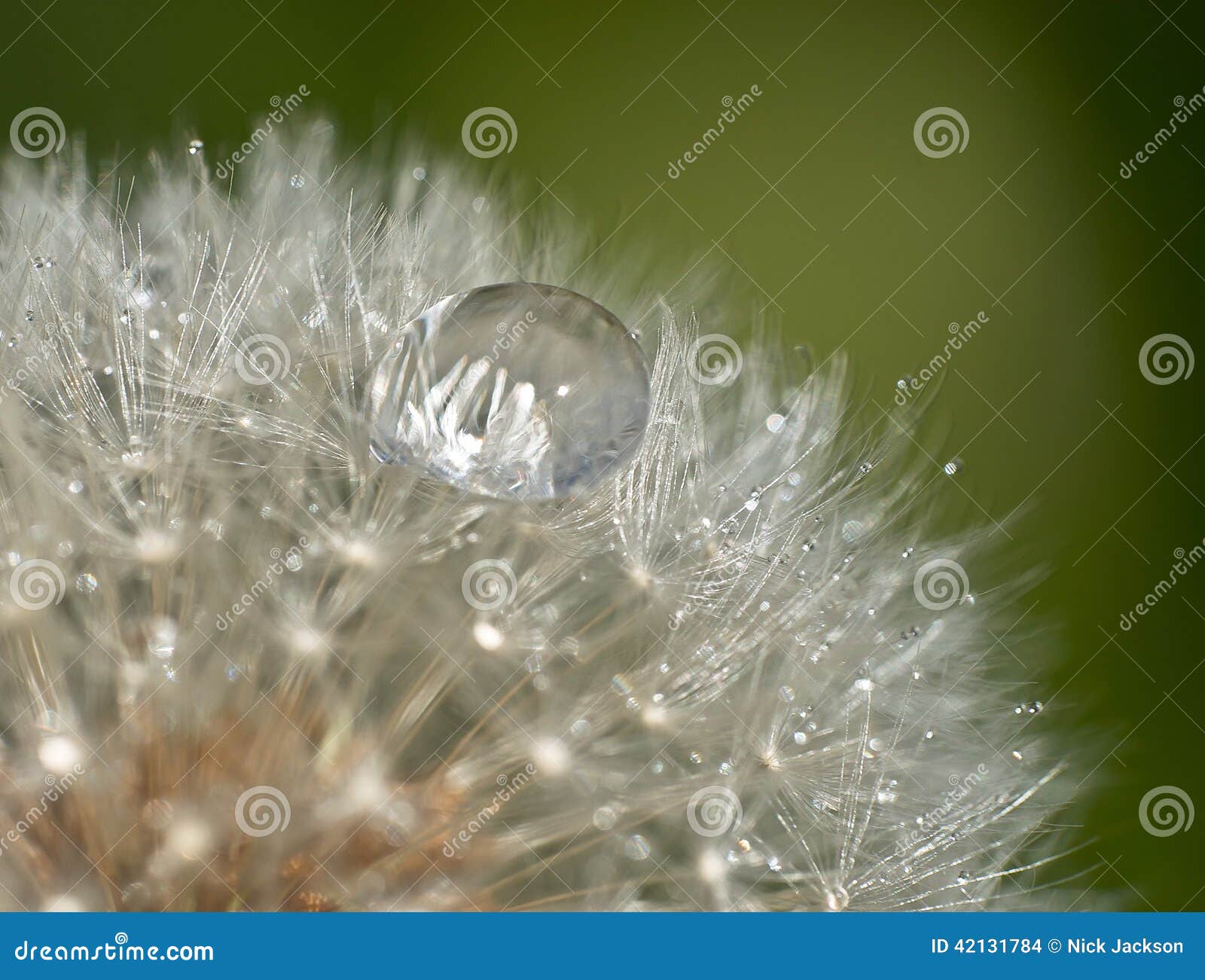 Raindrop on a dandelion stock photo. Image of garden - 42131784