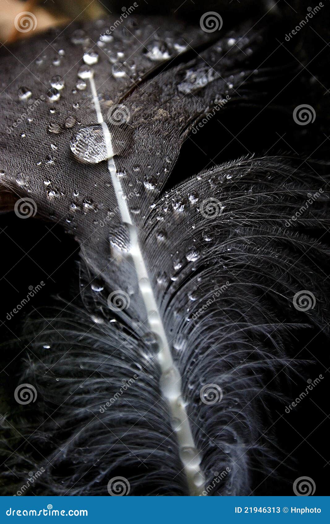 Raindrop Feather stock image. Image of drop, gray, color - 21946313