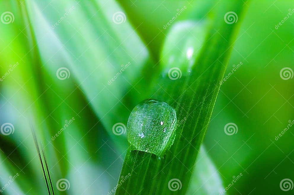 A Close Up of a Raindrop on the Grass Stock Image - Image of plant ...