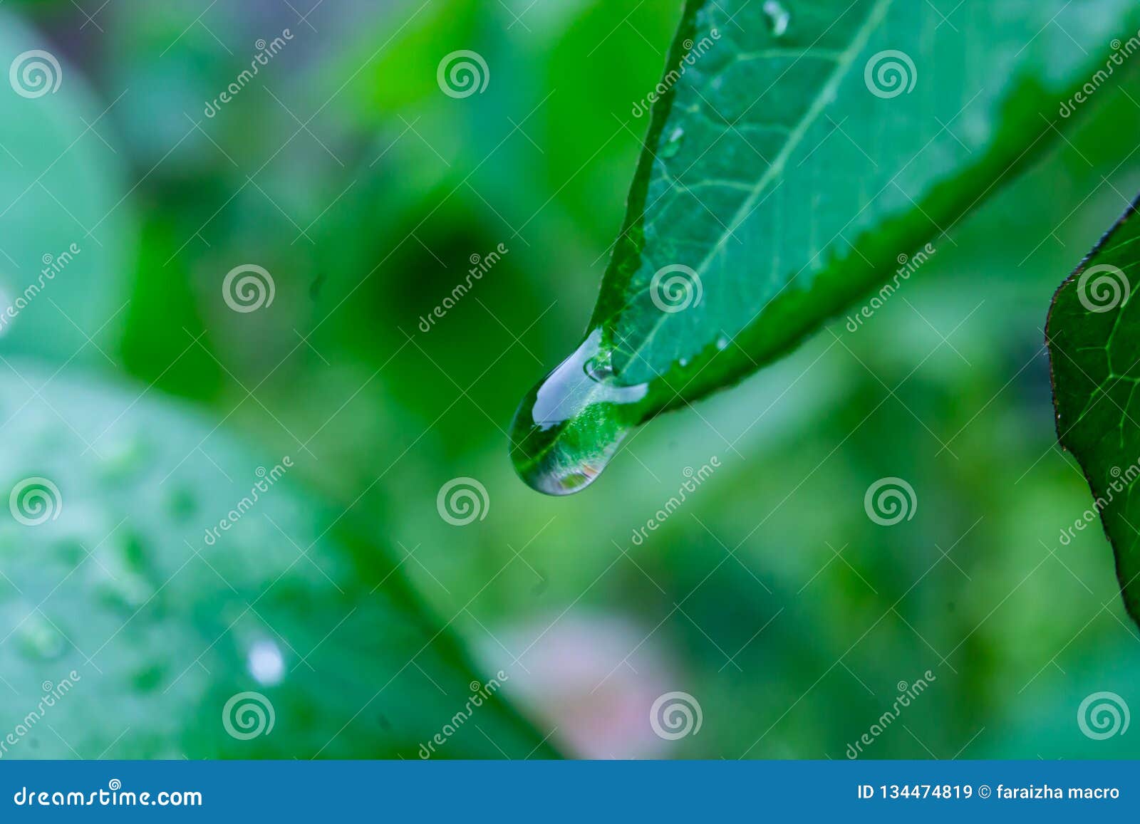 Raindrop stock image. Image of nature, macro, raindrop - 134474819
